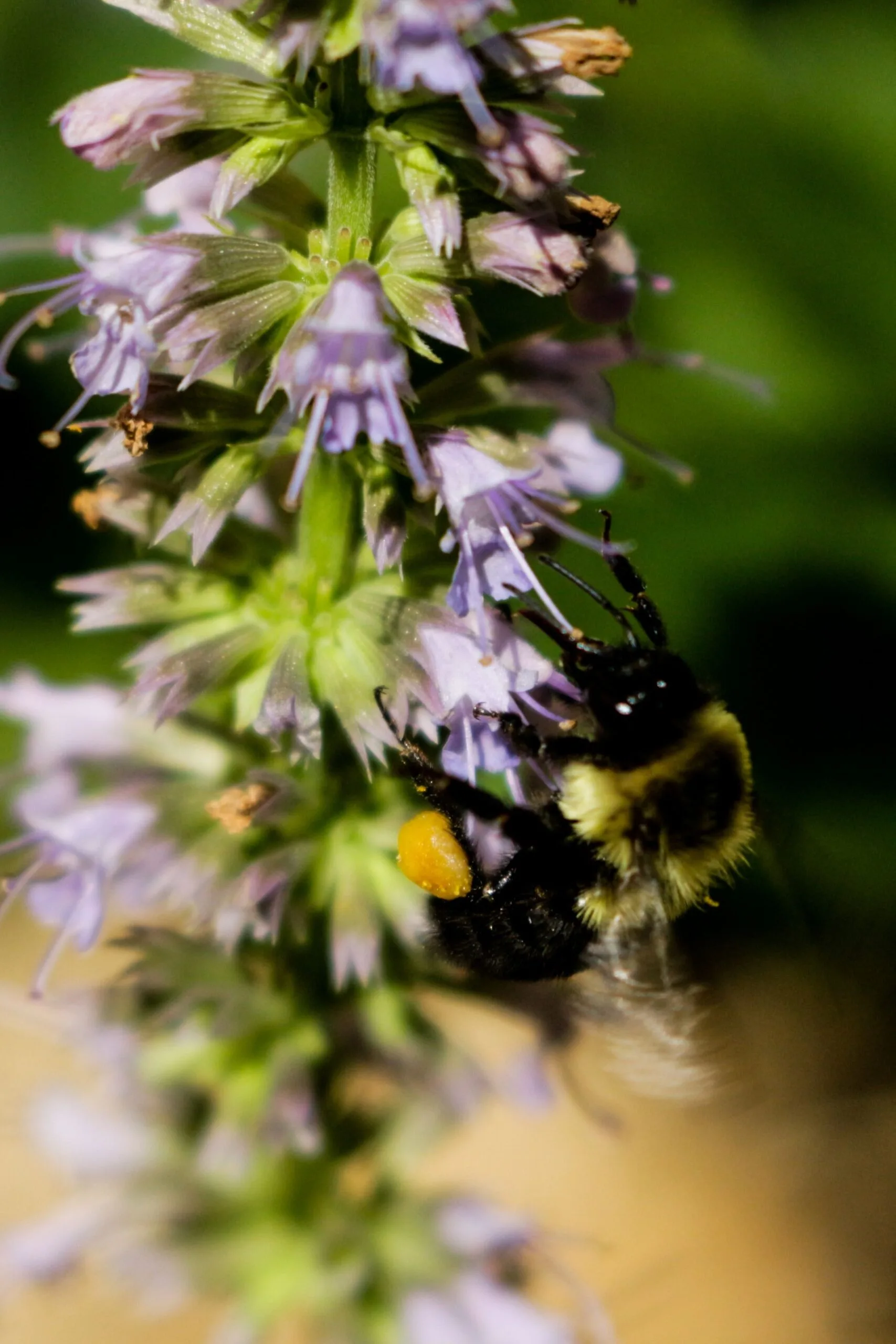 Licorice Plant: How To Grow This Medicinal Herb At Home