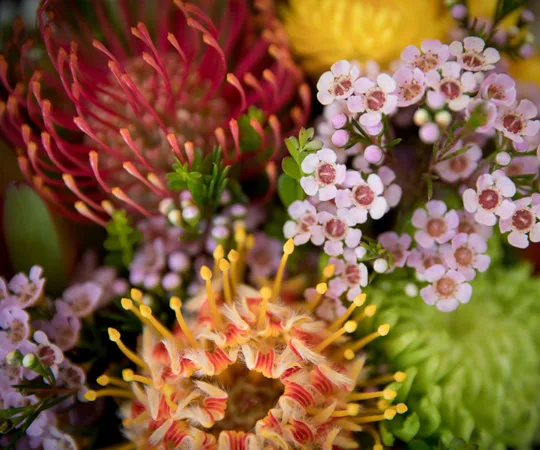 Grevilleas: How To Grow This Australian Native Plant