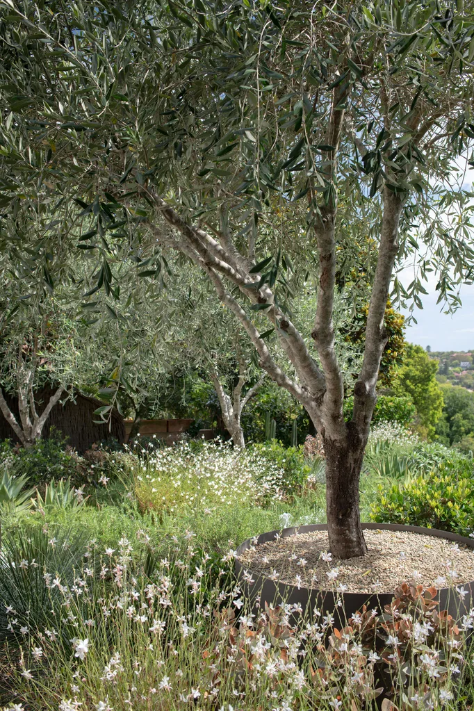 A Freeform Garden In East Sydney
