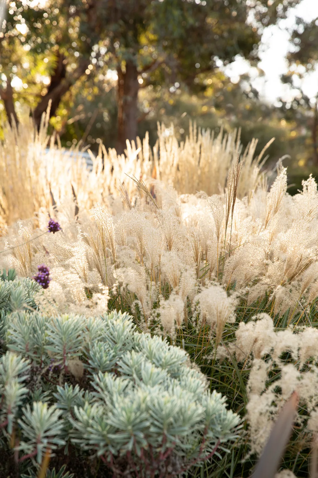 A Naturalistic Garden In Yandoit, Victoria | Homes To Love