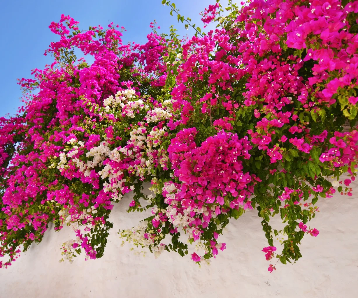 How To Grow And Care For Bougainvillea | Homes To Love