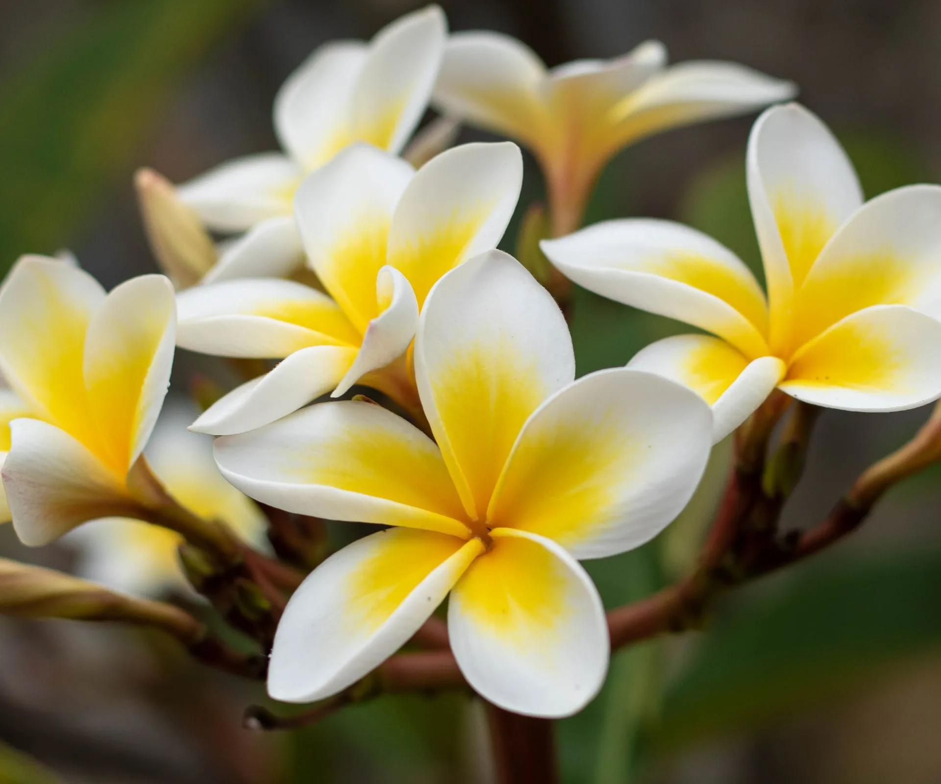 Frangipani Cuttings: 5 Easy Steps To Take Them | Homes To Love