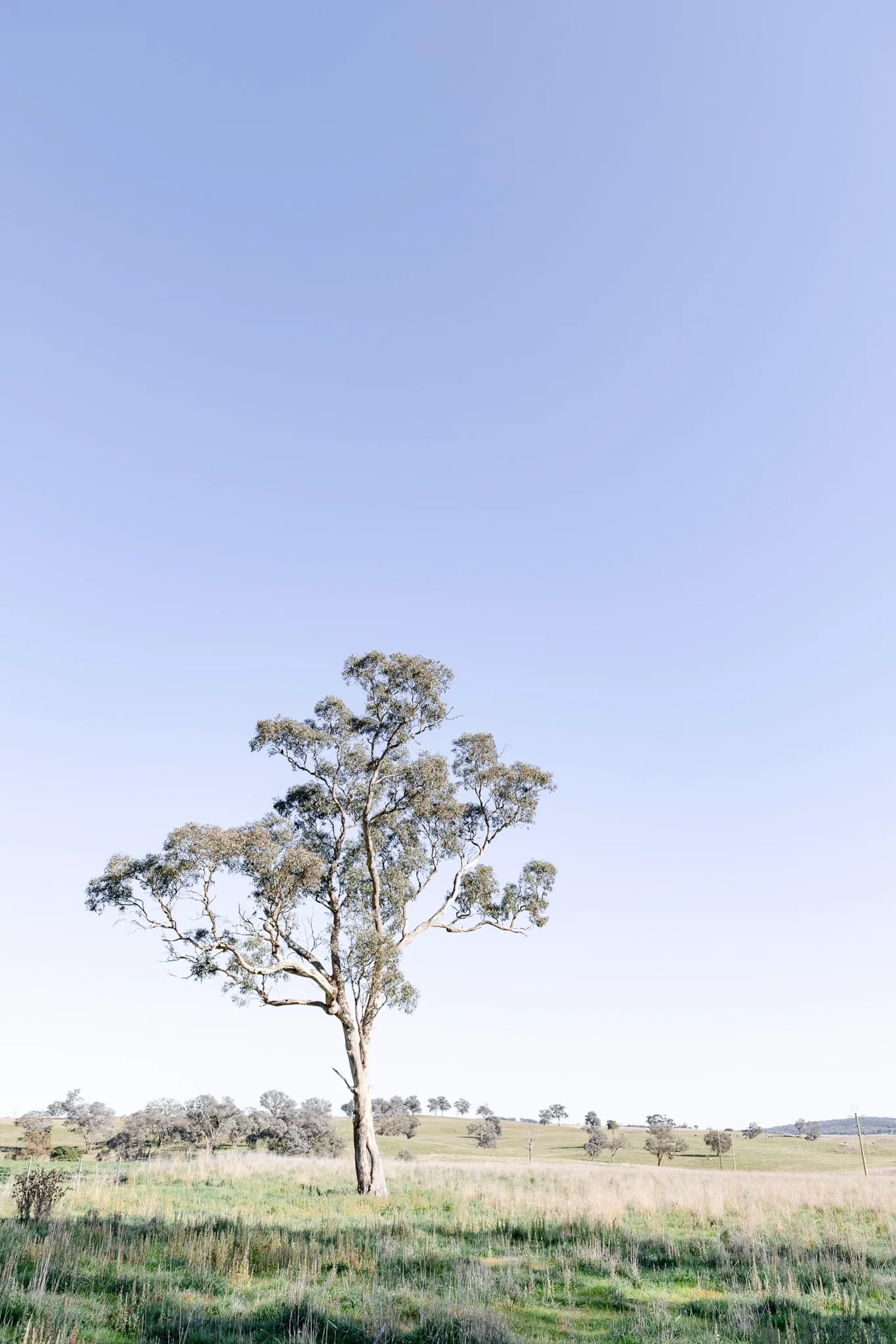 Molong NSW: Things To Do, Where To Stay And To Eat