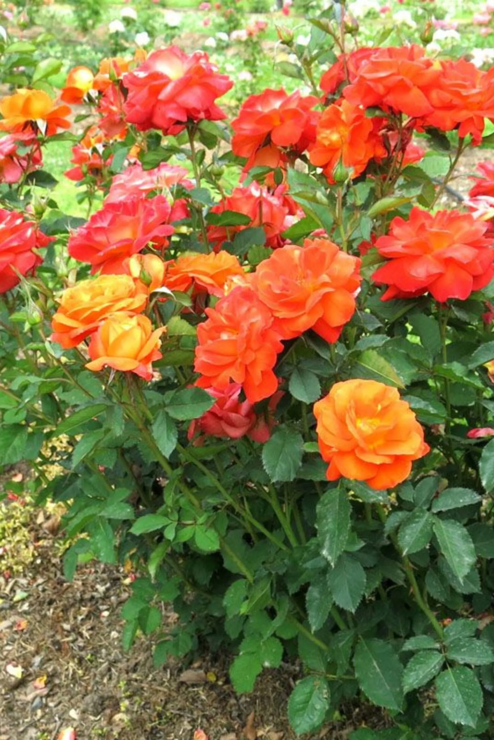 Rose Varieties: The Best Types To Grow In Australia