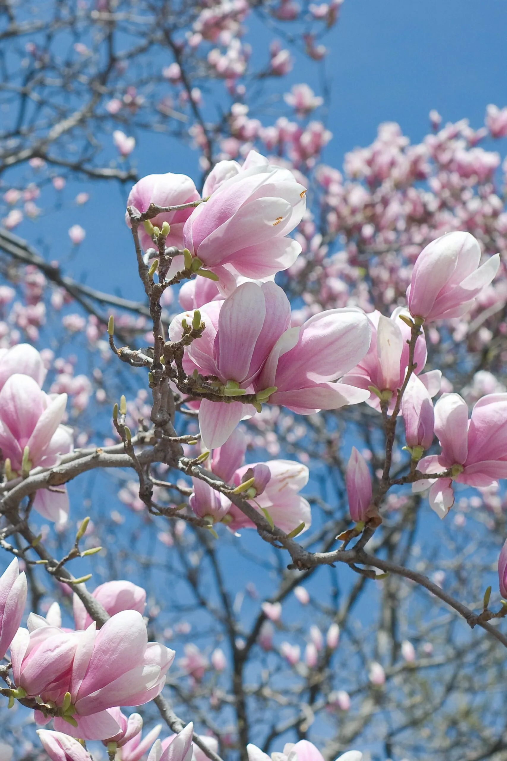 How to grow and care for magnolia trees in Australia | Homes To Love