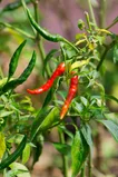 Chillies: Everything You Need To Know