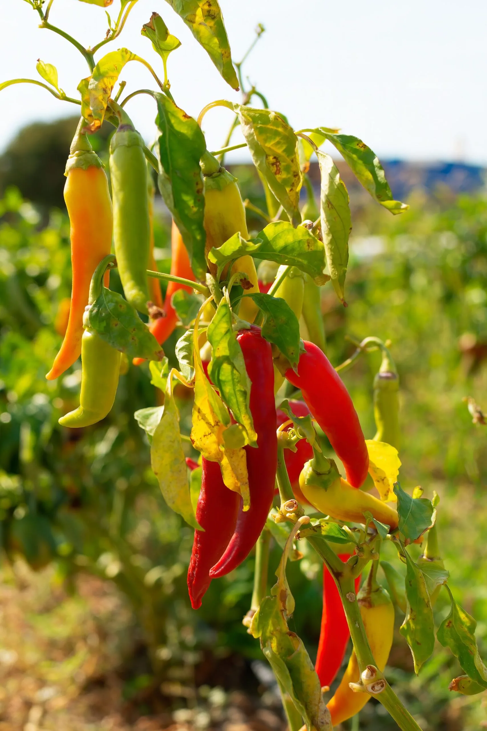 Chillies: Everything You Need To Know