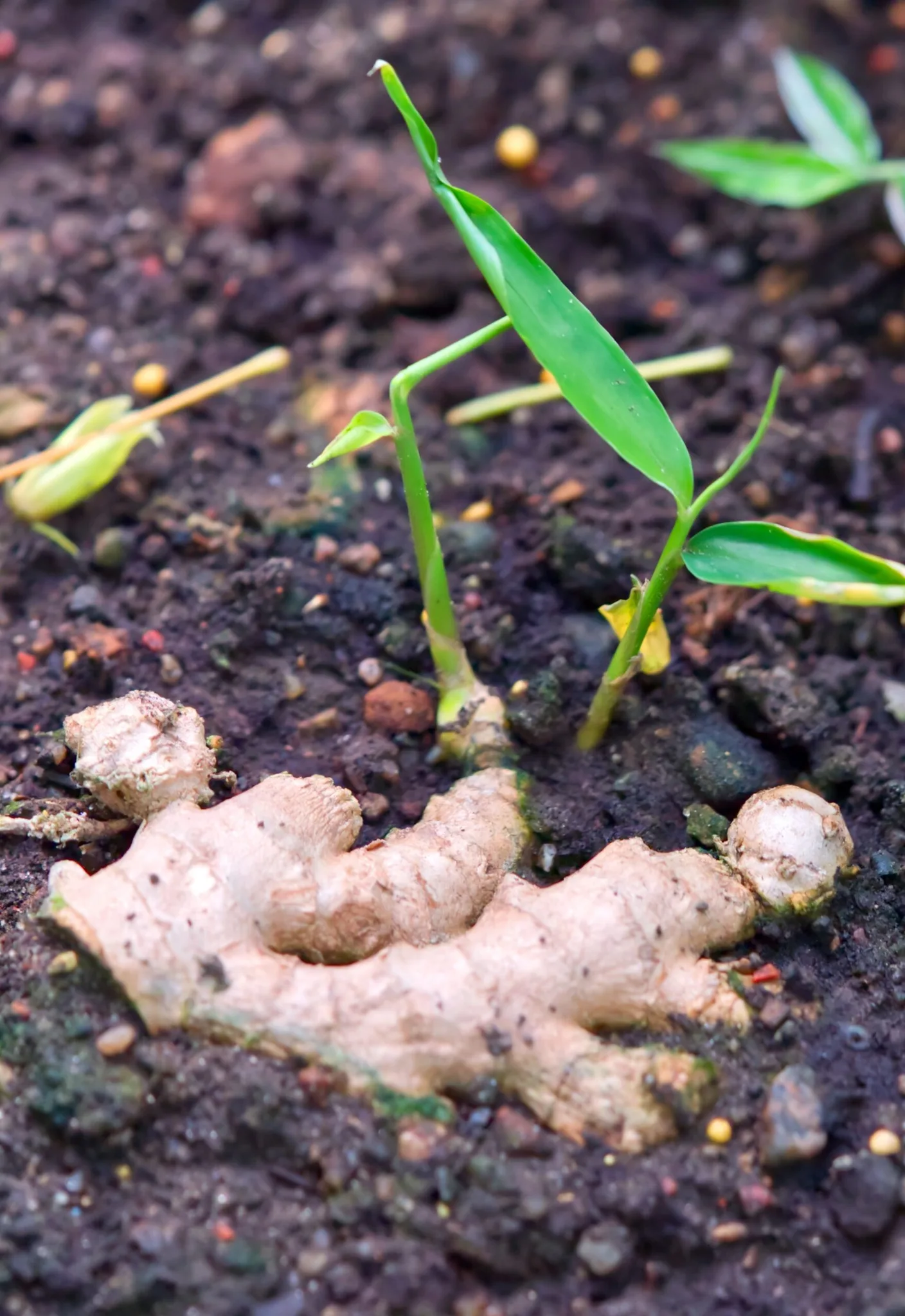 How To Grow Ginger Plant Successfully