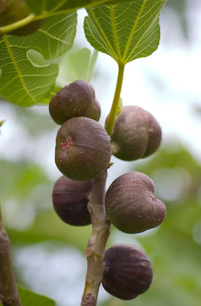 Fig Tree: How To Grow And Care For This Tasty Tree | Homes To Love
