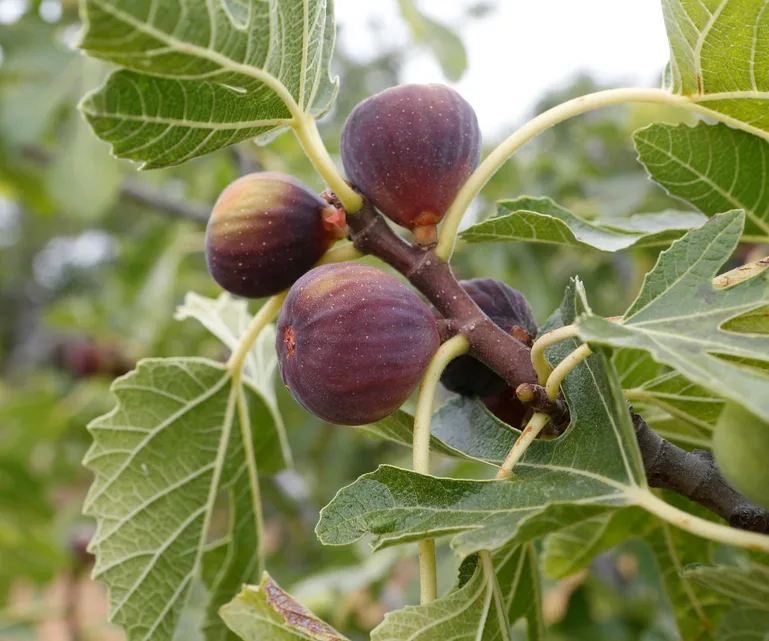 Fig Tree: How To Grow And Care For This Tasty Tree | Homes To Love