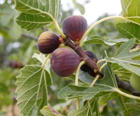 Fig Tree: How To Grow And Care For This Tasty Tree | Homes To Love