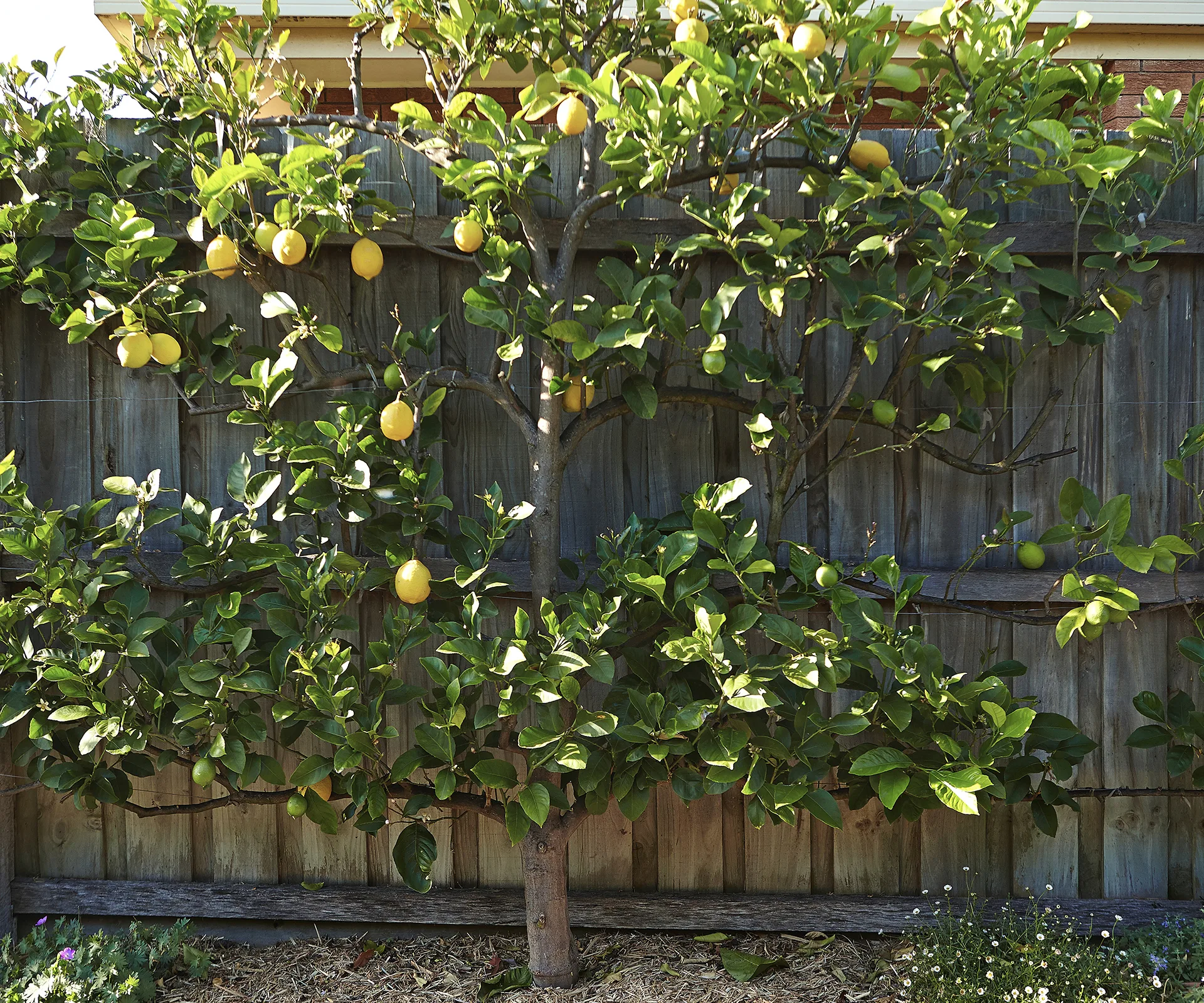 Espalier Fruit Trees: Why They're Great For Small Gardens