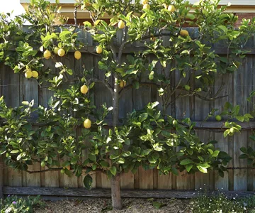 Espalier Fruit Trees: Why They're Great For Small Gardens