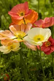 Poppy Plant: How To Grow Poppies Perfect For Picking