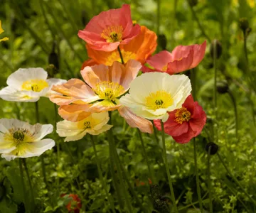 Poppy Plant: How To Grow Poppies Perfect For Picking