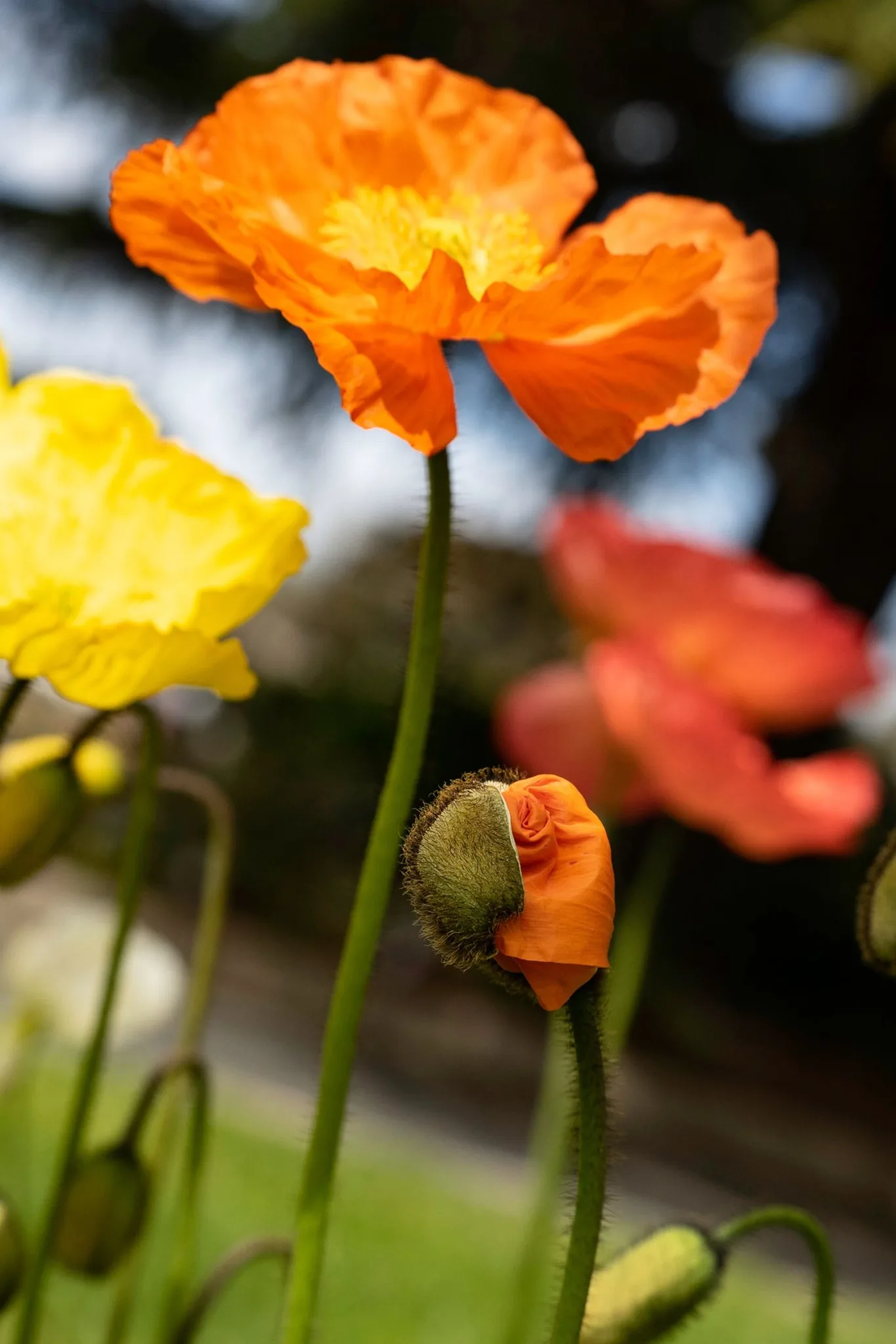 Poppy Plant: How To Grow Poppies Perfect For Picking