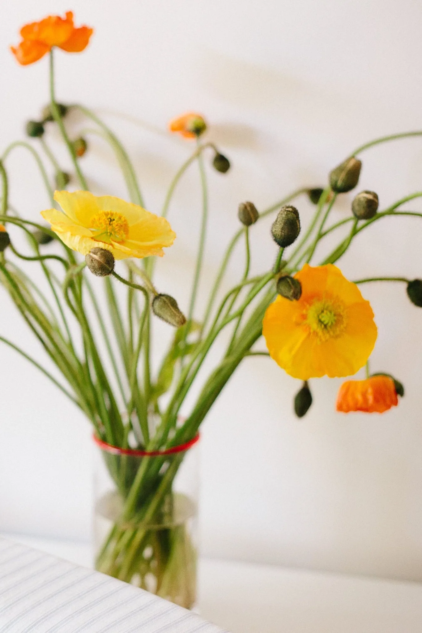 Poppy Plant: How To Grow Poppies Perfect For Picking