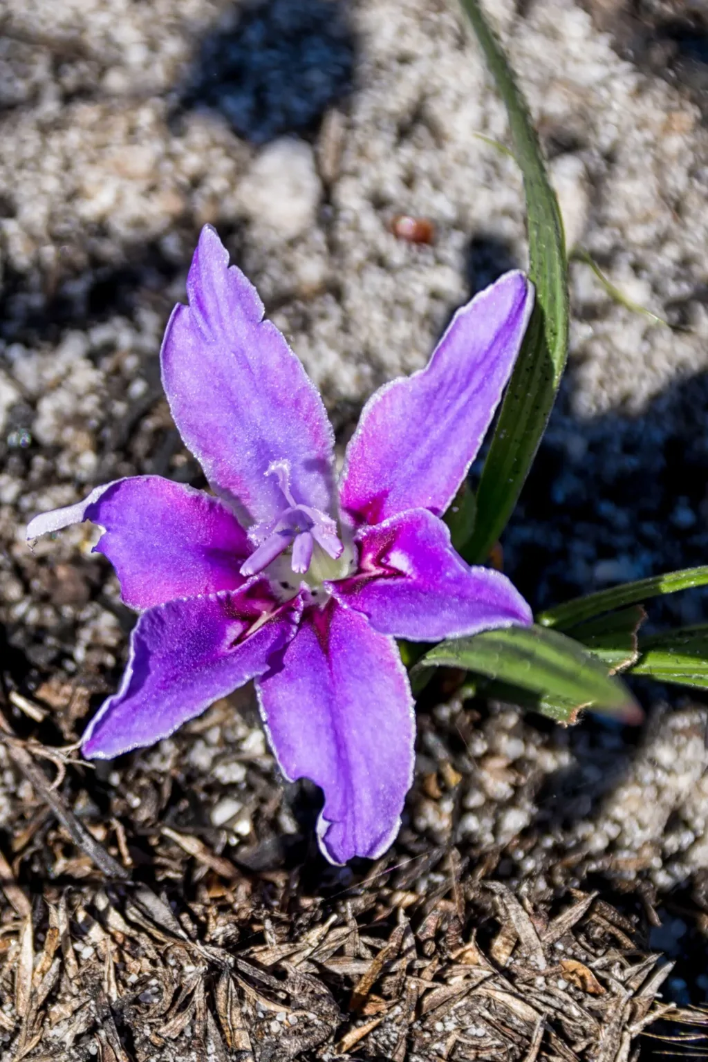 The Best Spring Bulbs To Plant In Australia