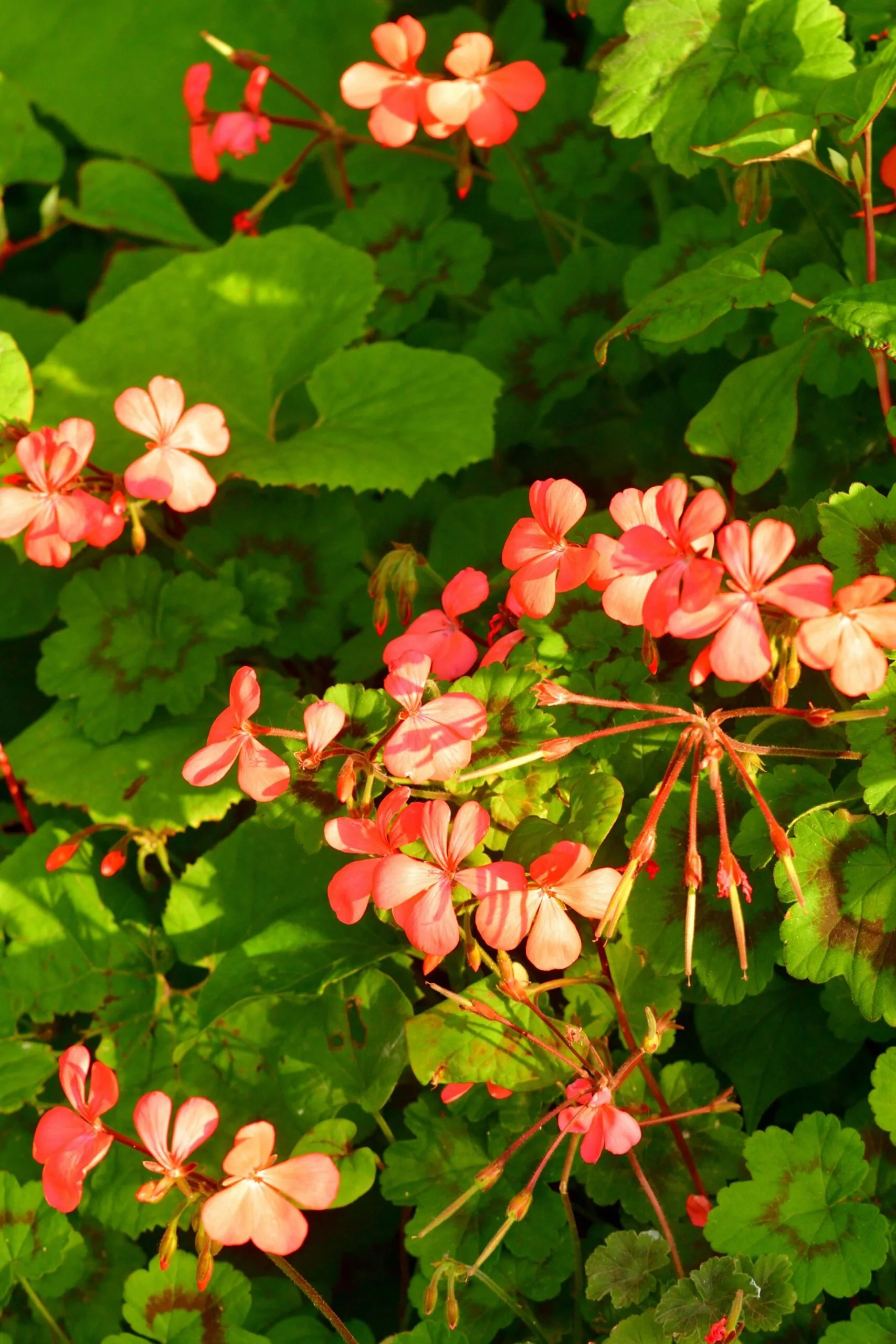 Geraniums: How To Grow This Gorgeous Plant