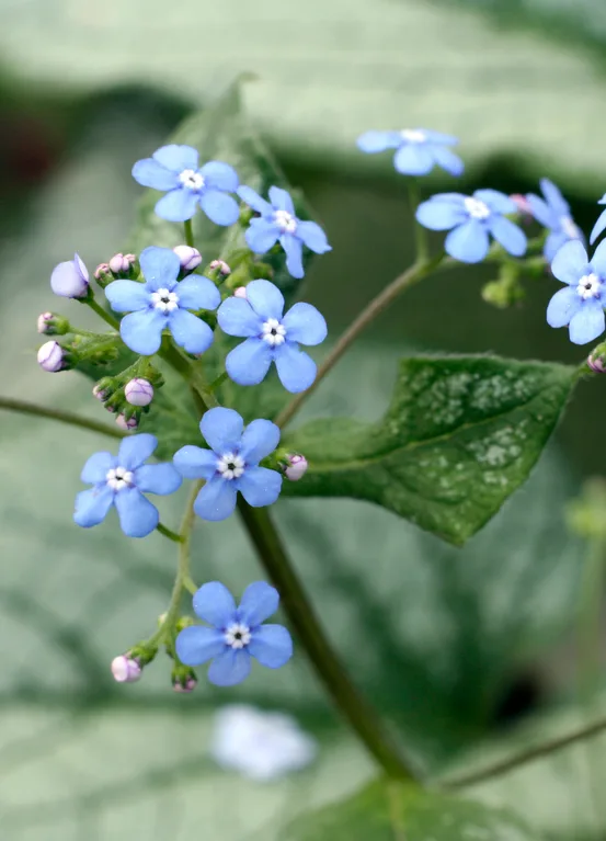 The 9 Most Beautiful Blue Flowers