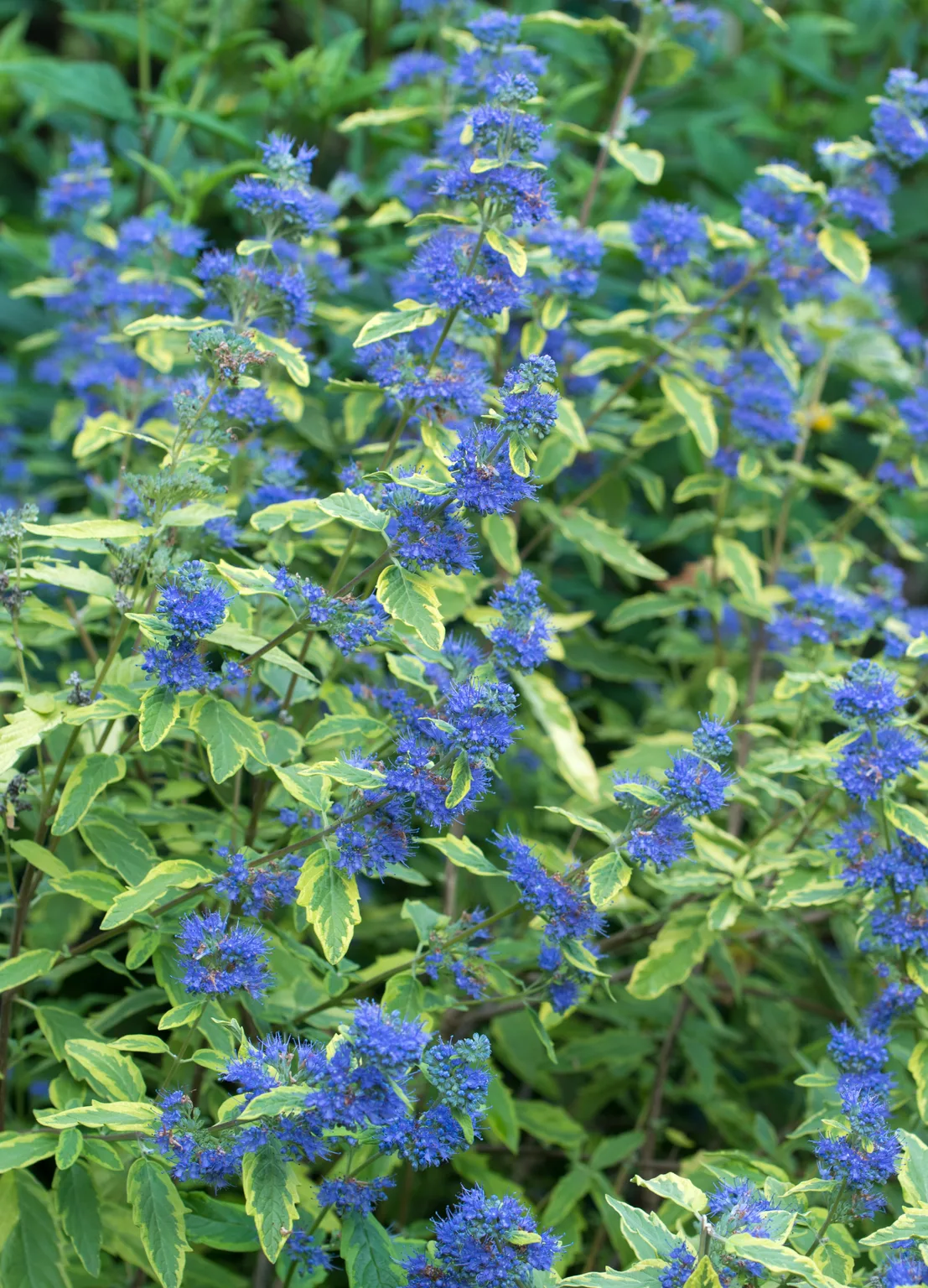 The 9 Most Beautiful Blue Flowers