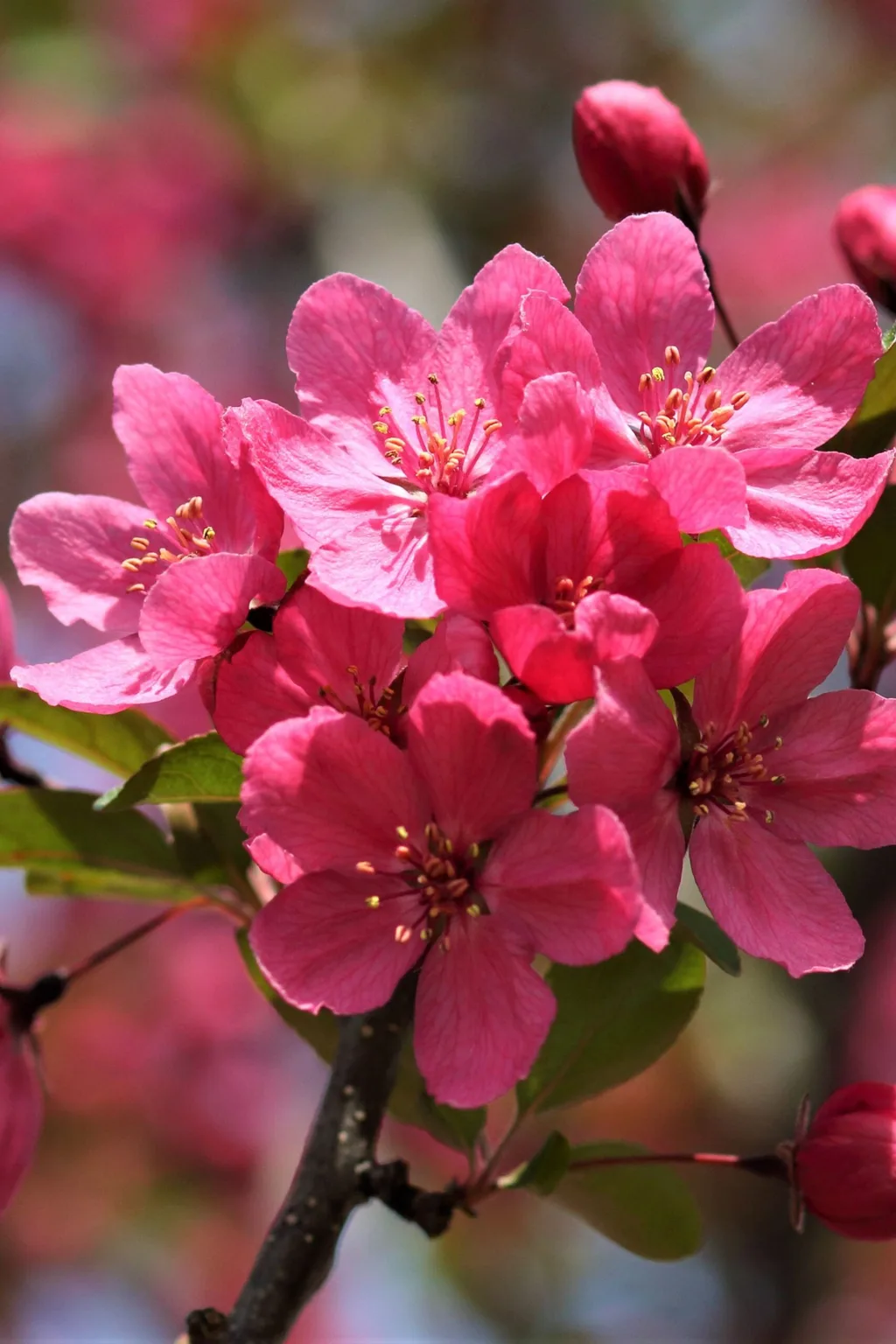 Spring Snow Crabapple: Grow Your Own Blossom Tree