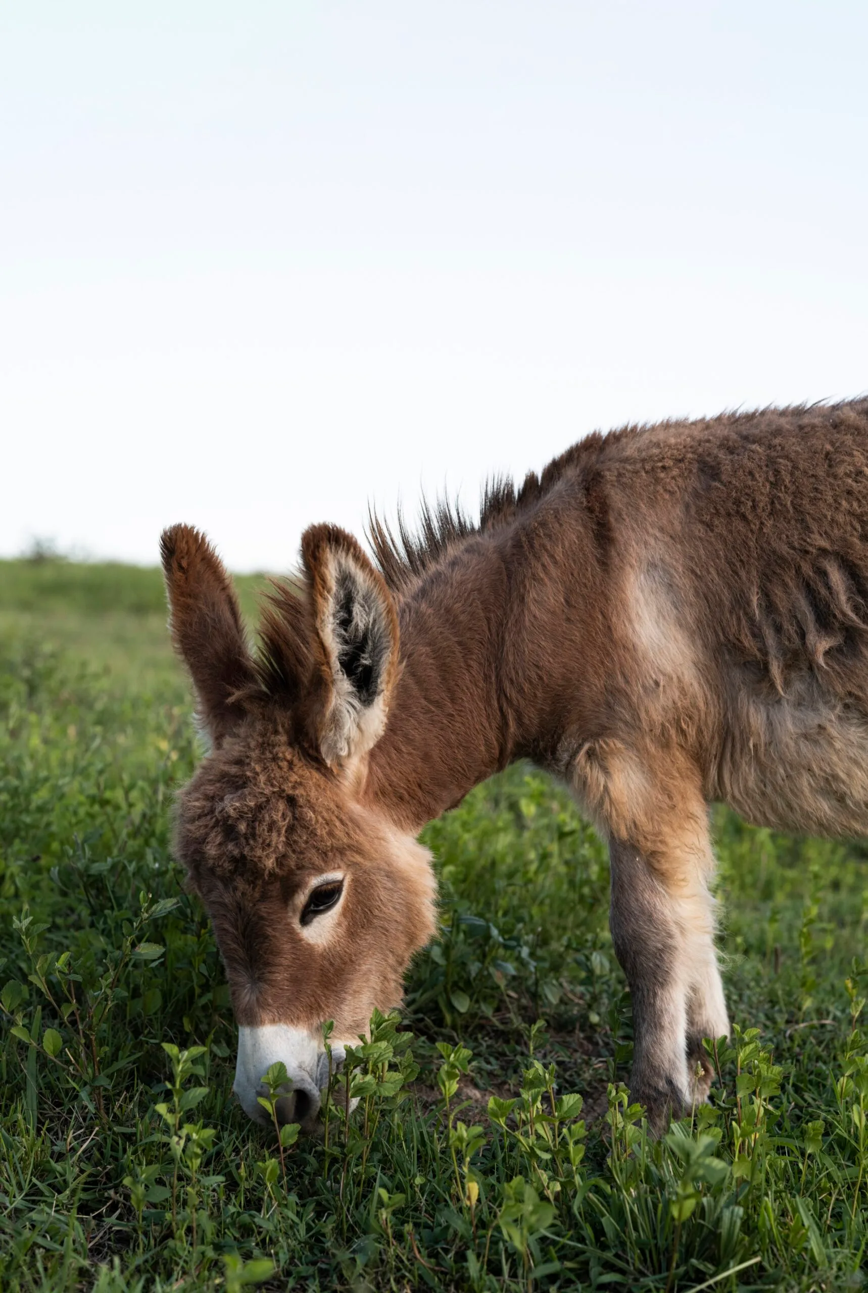 Wander Rocky Hill Miniature Donkey Farm