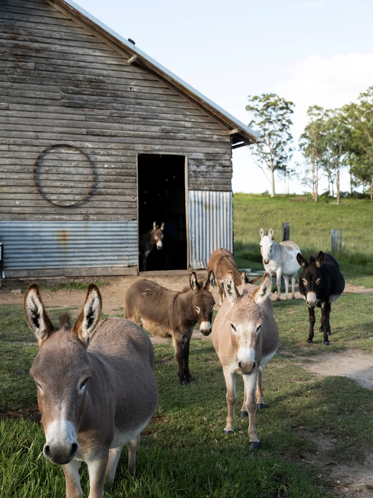 Wander Rocky Hill Miniature Donkey Farm