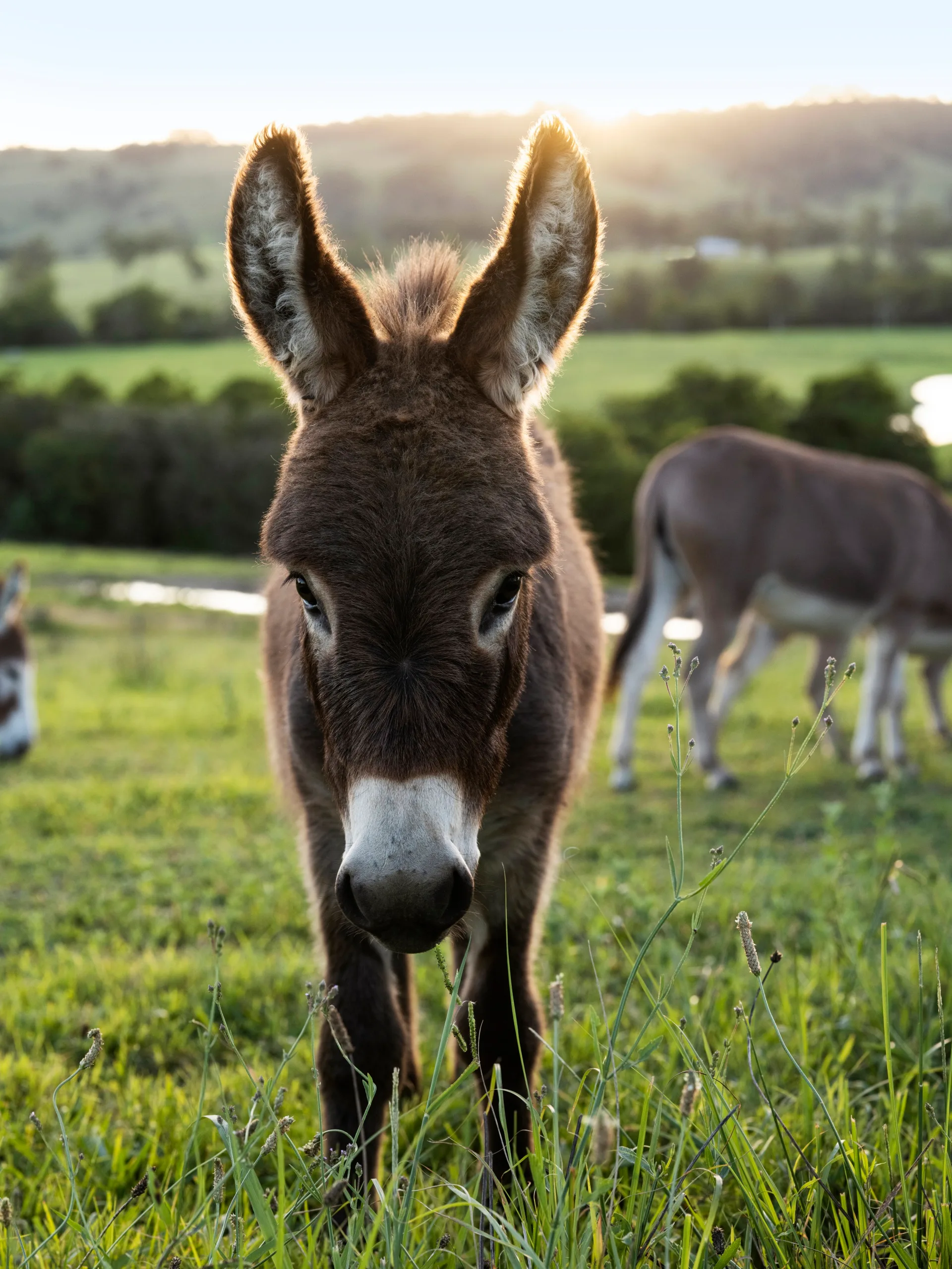 Wander Rocky Hill Miniature Donkey Farm