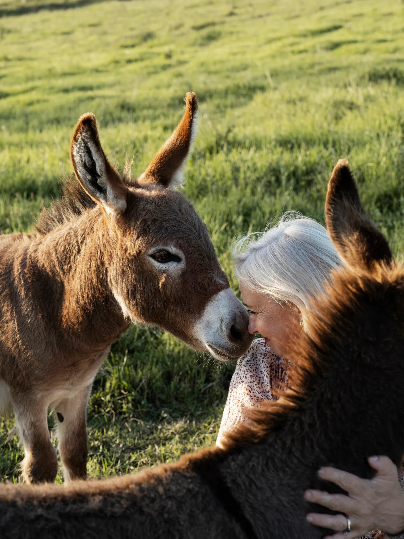 Wander Rocky Hill Miniature Donkey Farm