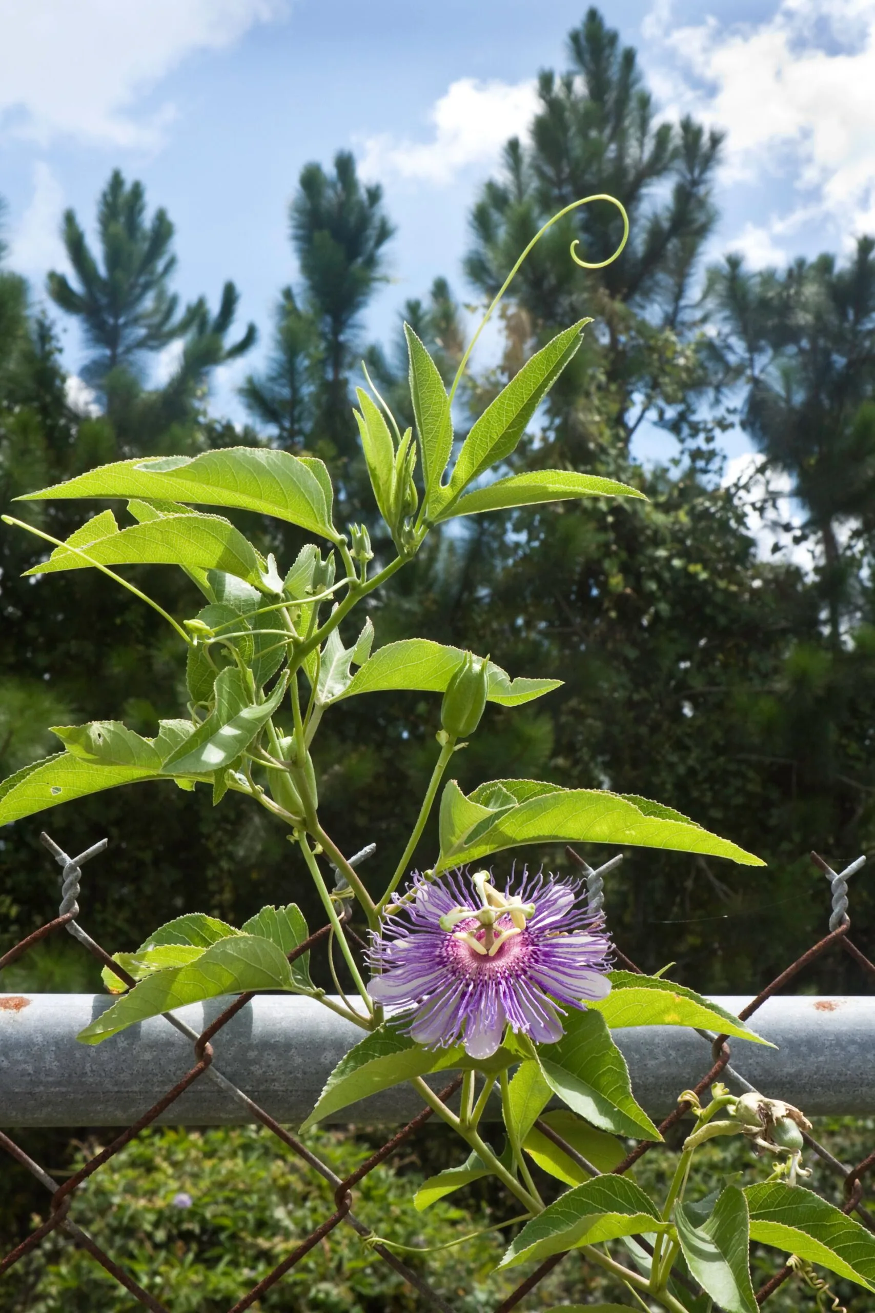 How To Grow Passion Fruit In Pots And Along Fences