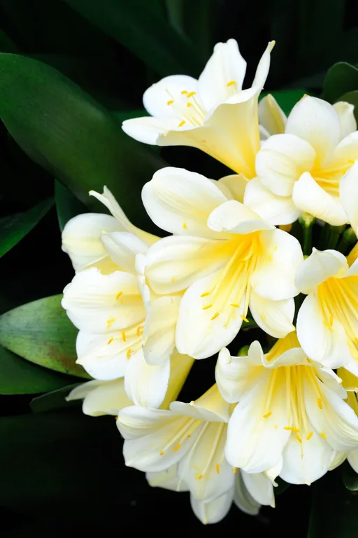 Growing Clivia From Seeds: Everything You Need To Know