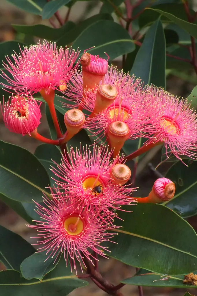 flowering gum tree varieties