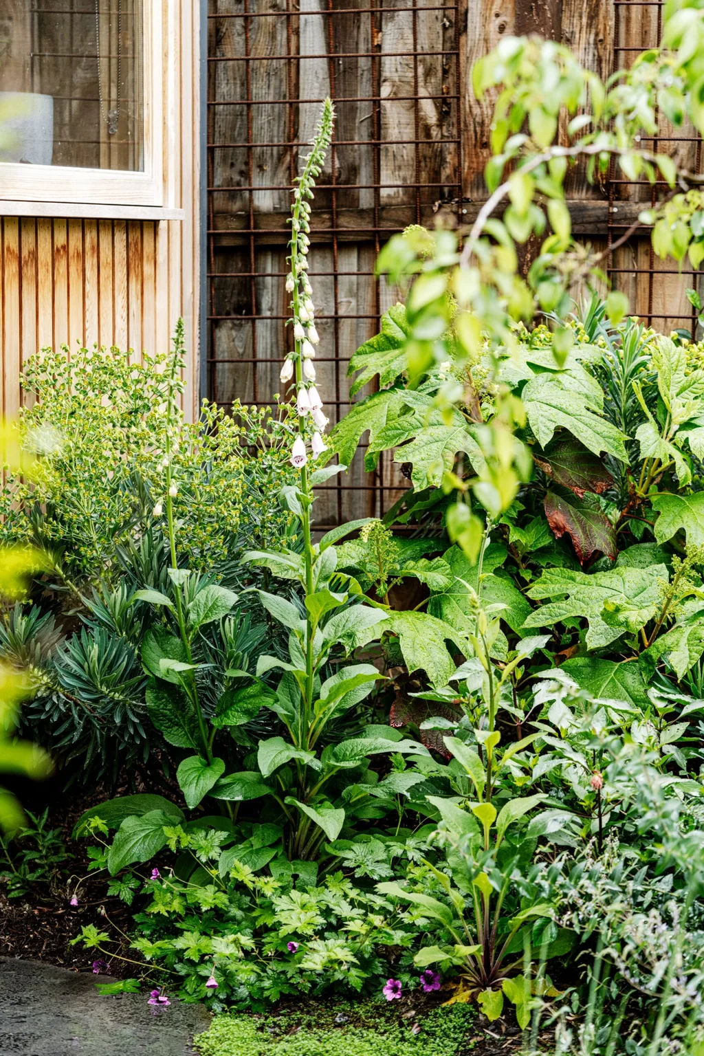 Exotic And Native Plant Garden In Melbourne Home Studio