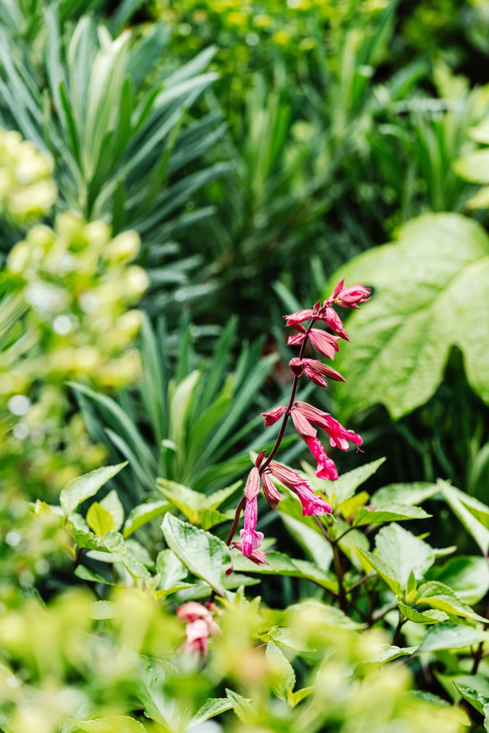 Exotic And Native Plant Garden In Melbourne Home Studio