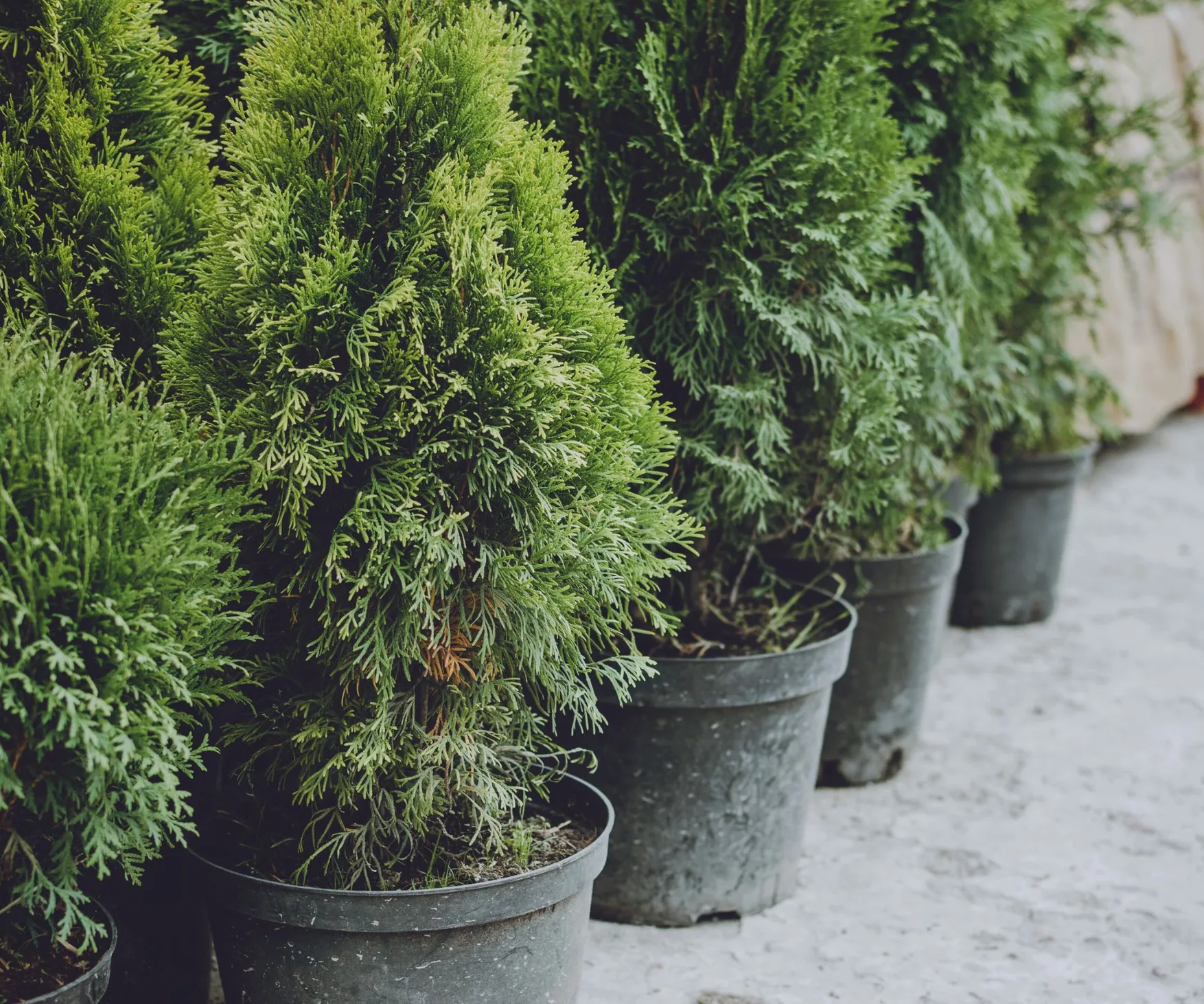 Christmas Lily: How To Grow Hippeastrum Flowers