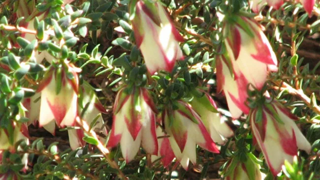 Plant Guide: Darwinia Care and Growing Tips