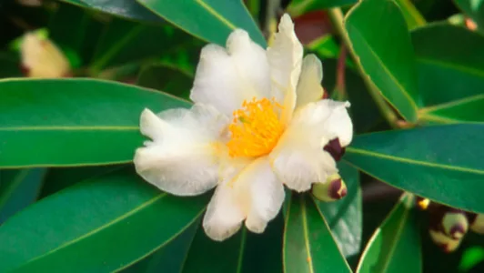 Plant Guide: Gordonia Care and Growing Tips