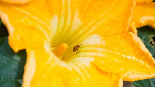 Pumpkin Pests: Identify and Manage Common Issues