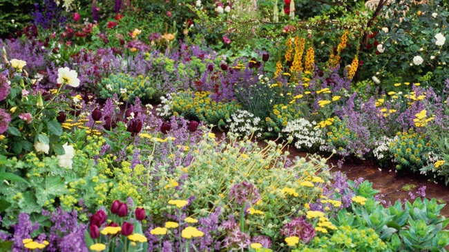 Beautiful Australian Spring Blooms: Trees Plant This Season | Homes To Love