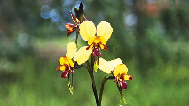 Native Donkey Orchid: Stunning Australian Wildflower