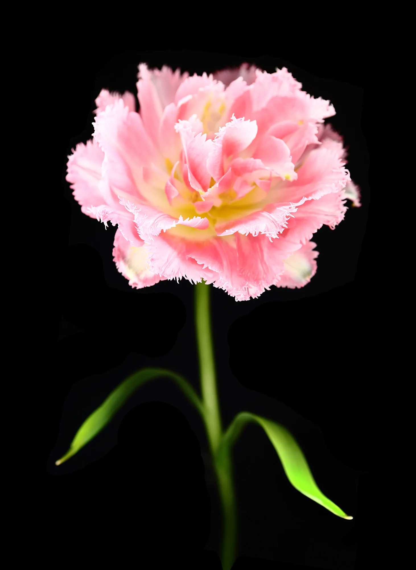 Pink Flowers: 10 Varieties To Grow In Your Garden | Homes To Love