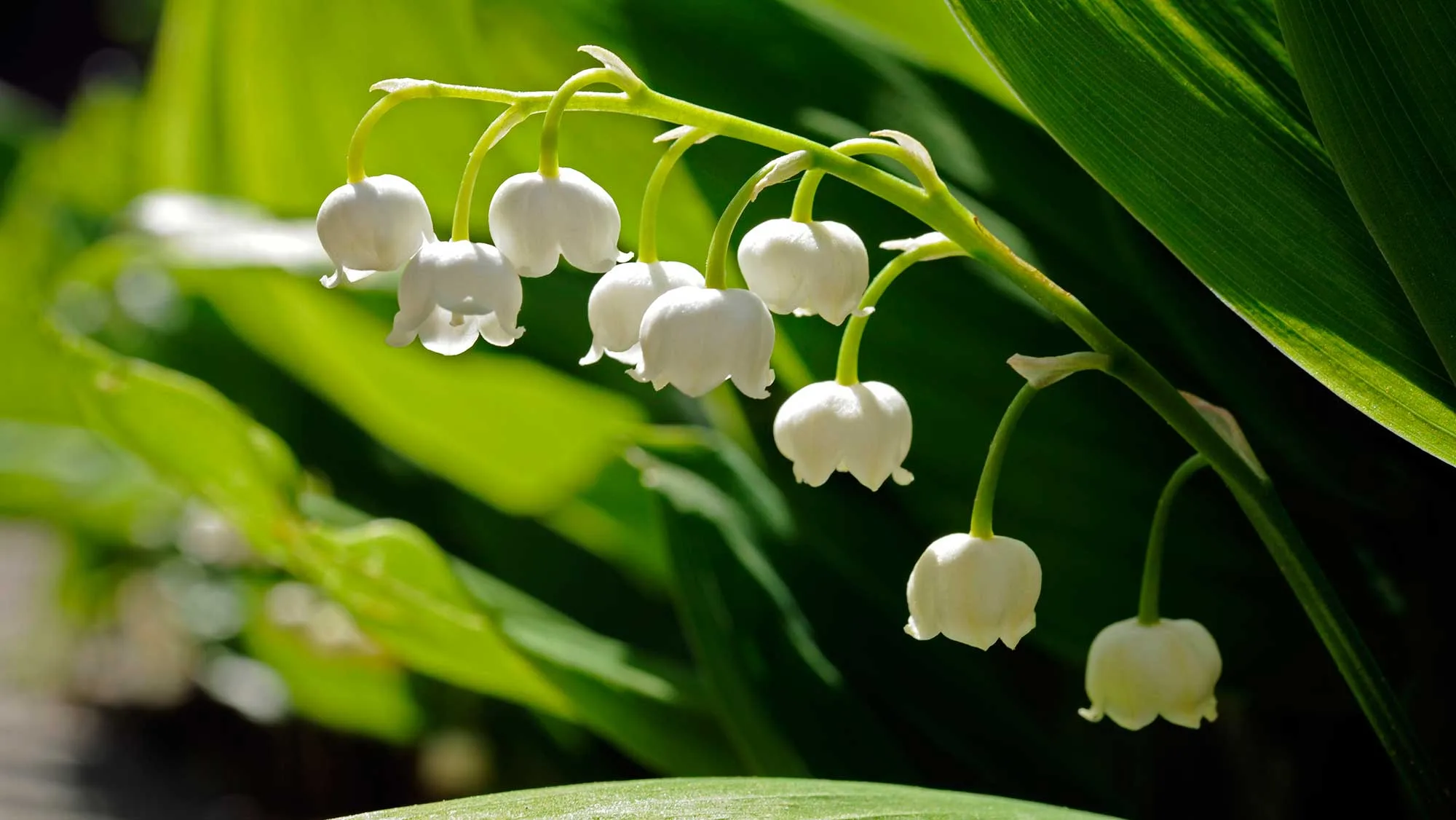 10 October Wedding Flowers: Autumn Elegance