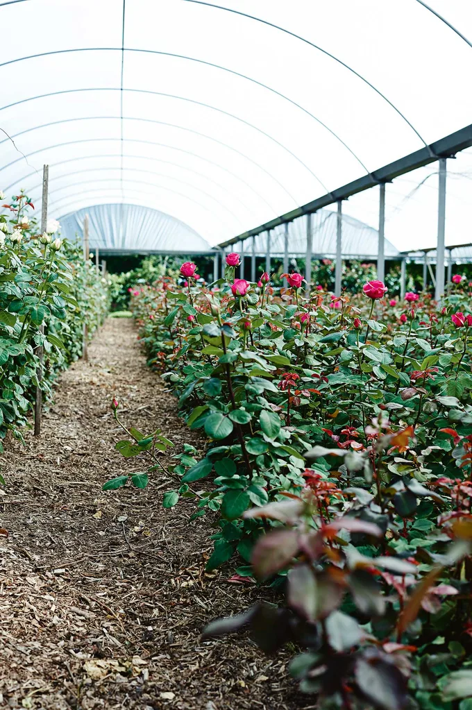 Inside B&B Rose Farm on the outskirts of Sydney