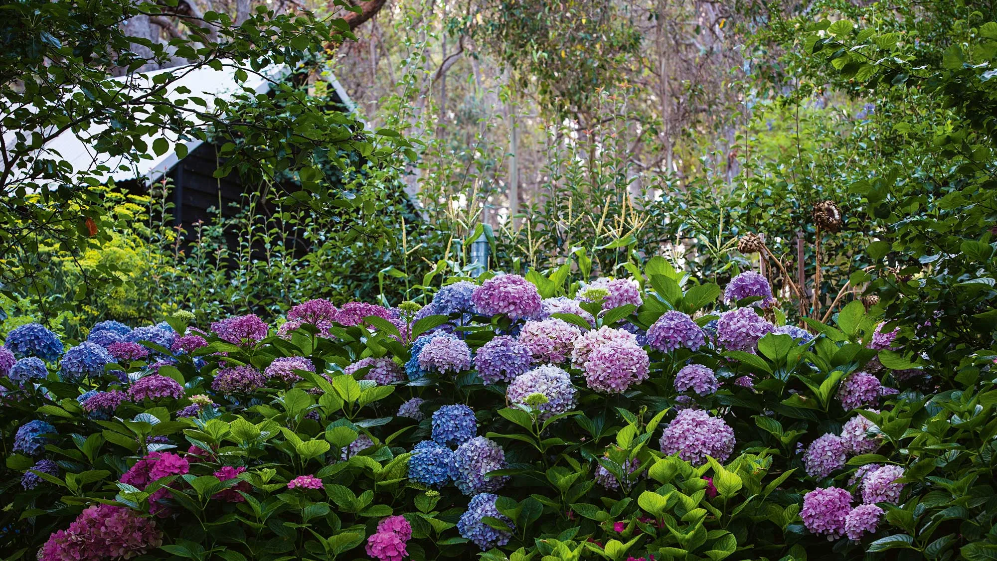 A Garden Full Of Hydrangeas In Margaret River, WA | Country Style