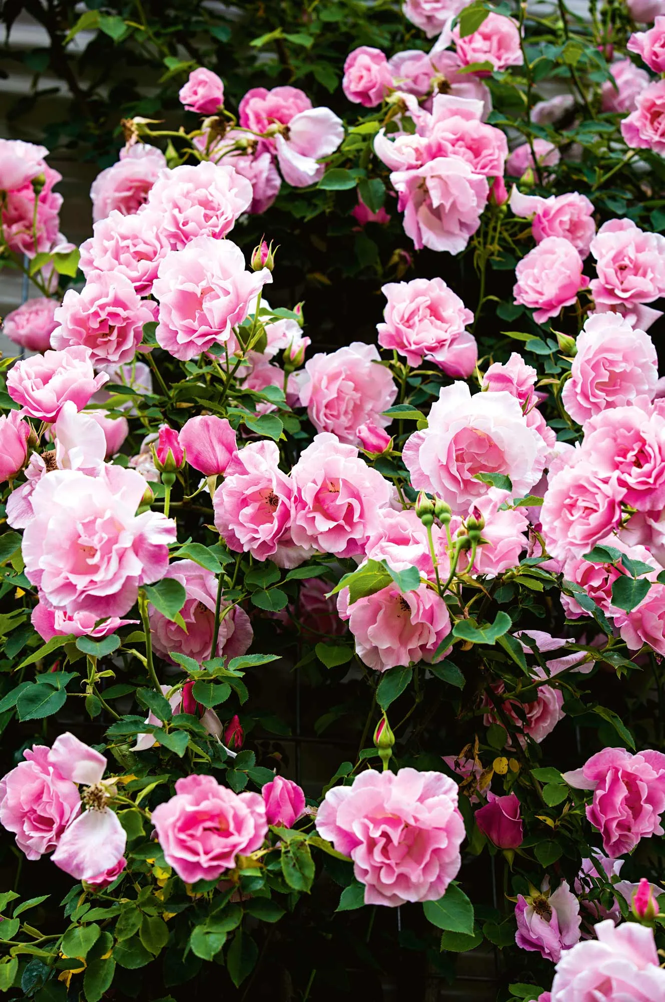 Rose Garden Inspiration: 10 Romantic Landscapes To Inspire