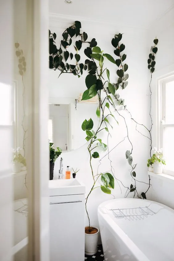 Trailing Indoor Plants to Enhance Your Home’s Look and Feel | Homes To Love