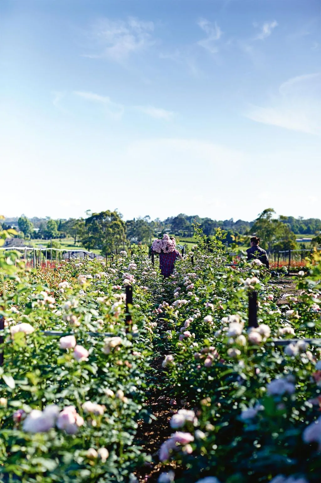 Rose Garden Inspiration: 10 Romantic Landscapes To Inspire