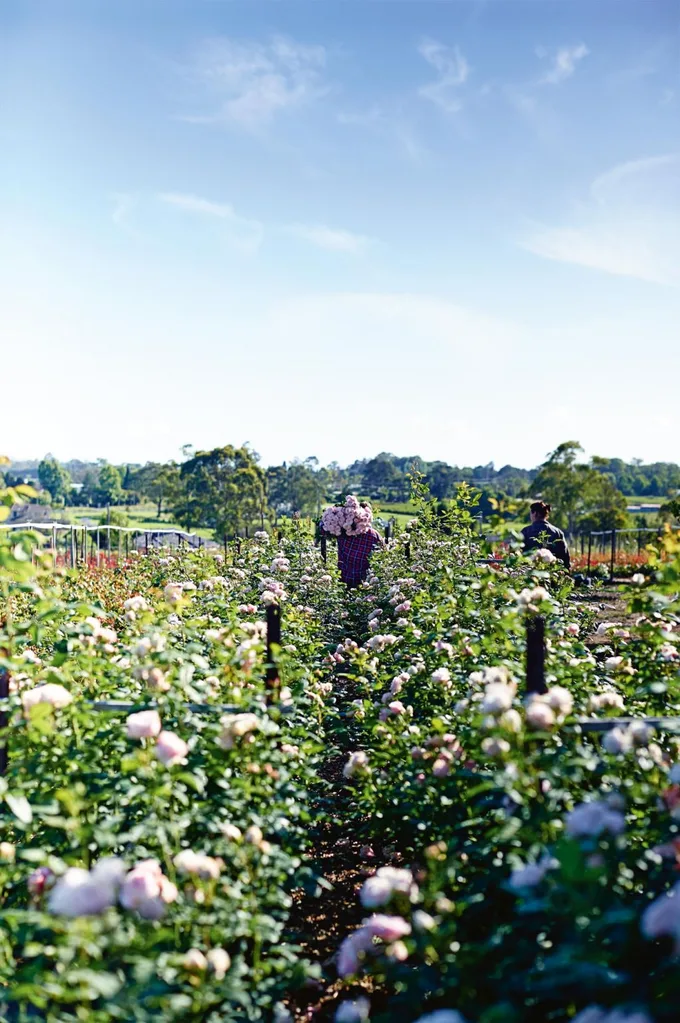 Rose Garden Inspiration: 10 Romantic Landscapes To Inspire