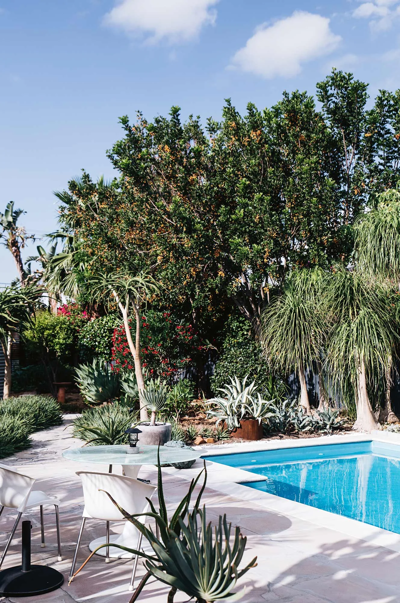 Artist's outdoor succulent garden in the Hunter Valley